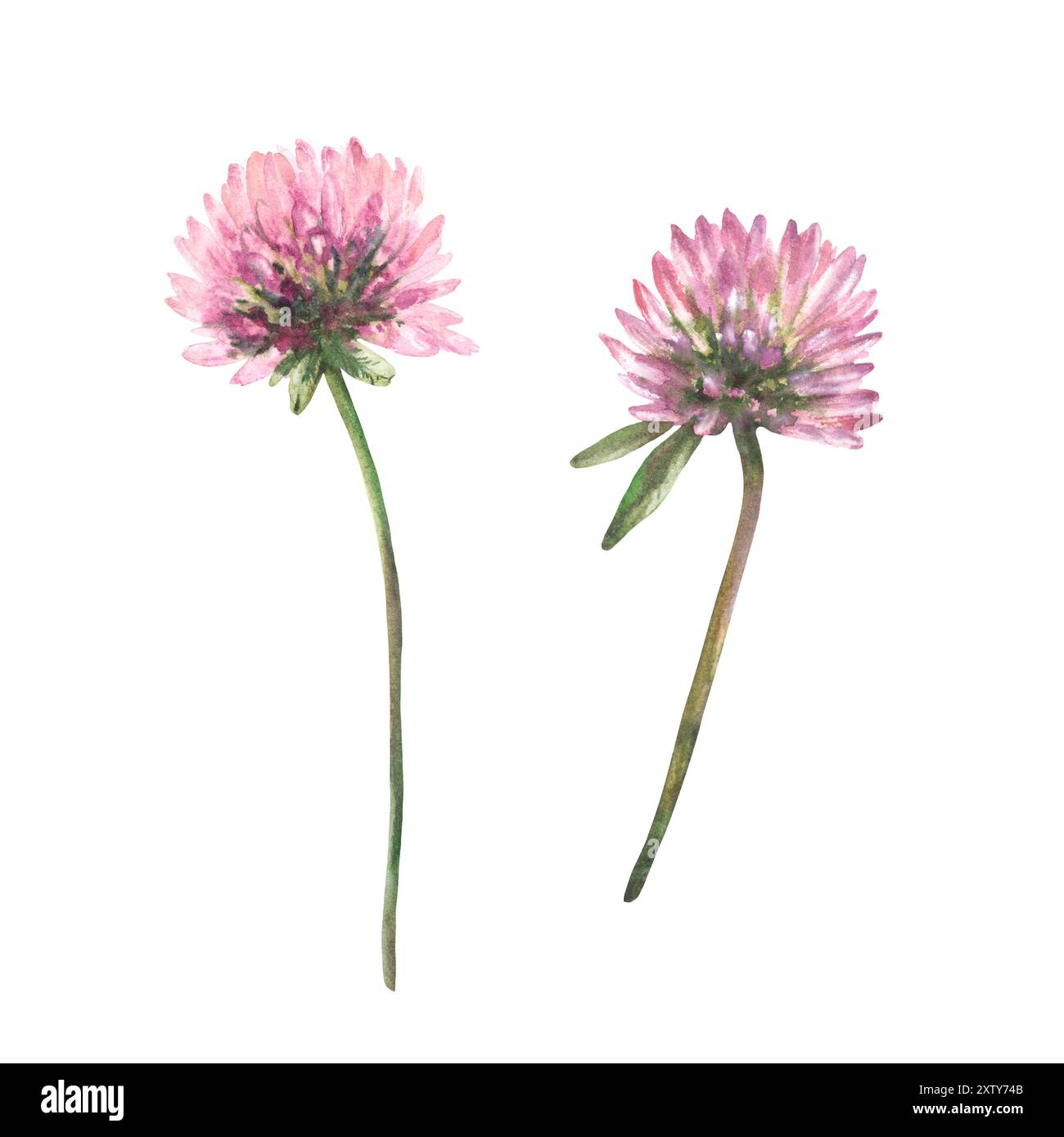 Realistic clover flowers with leaves set. Watercolor hand drawn ...