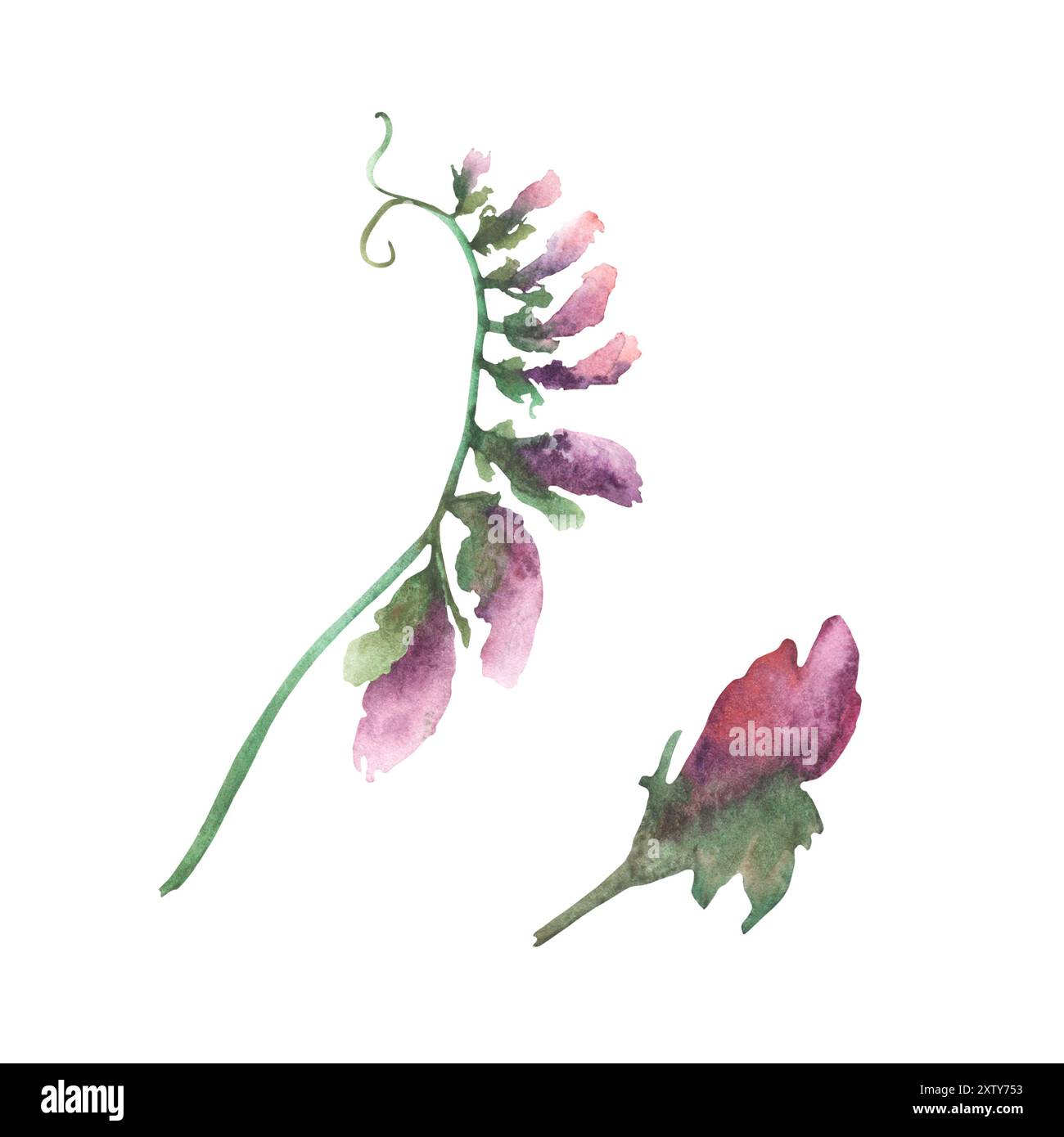 Mouse pea flowers with lilac purple buds. Watercolour floral ...