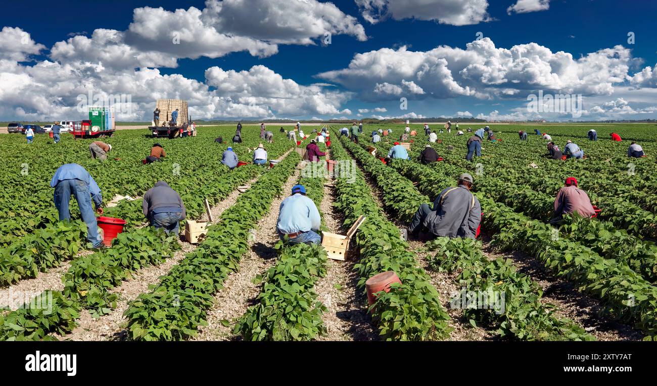 Agriculture labor hi-res stock photography and images - Alamy