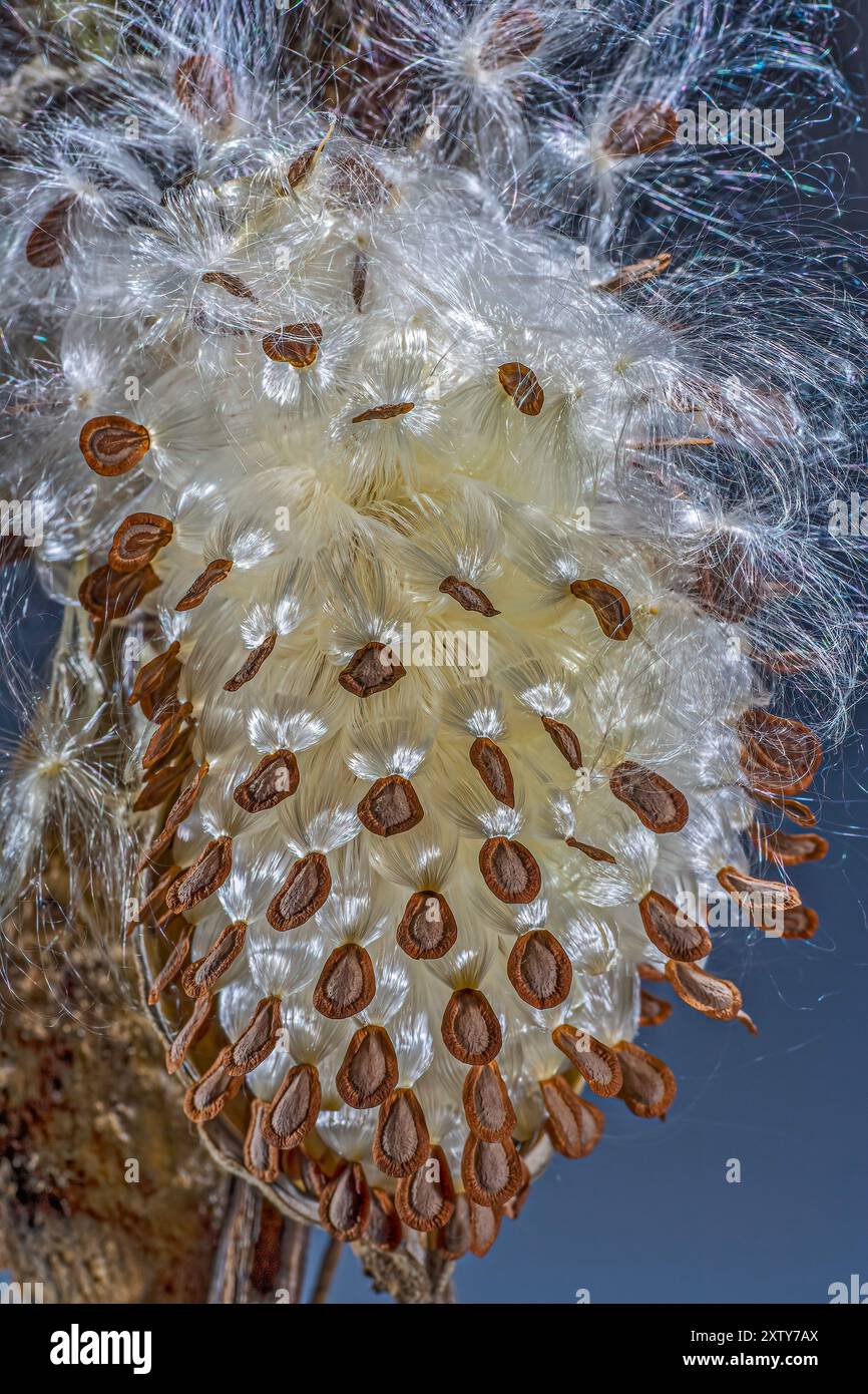 Dispersal patterns hi-res stock photography and images - Alamy
