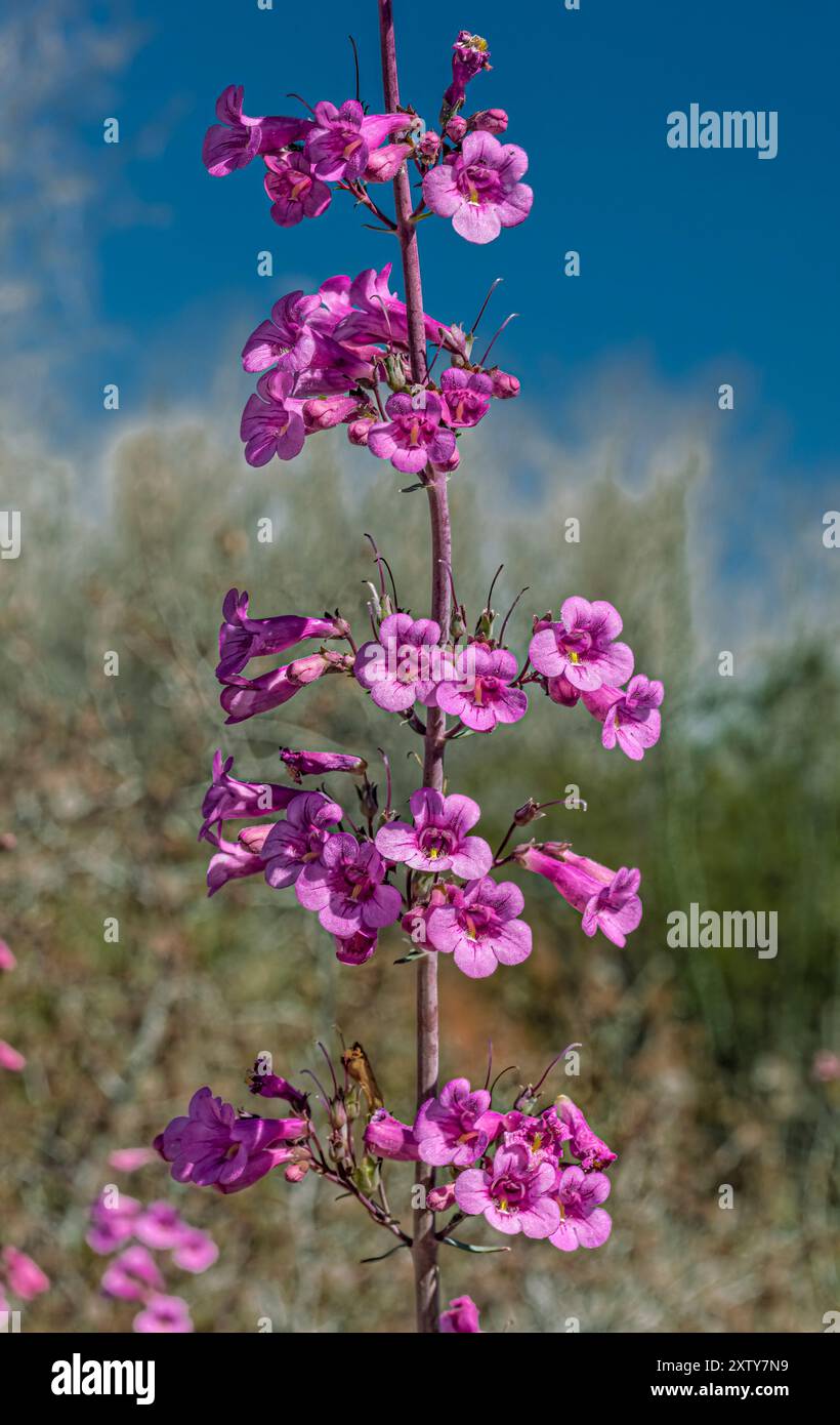 Perry's Penstemon - Penstemon parryi Stock Photo - Alamy