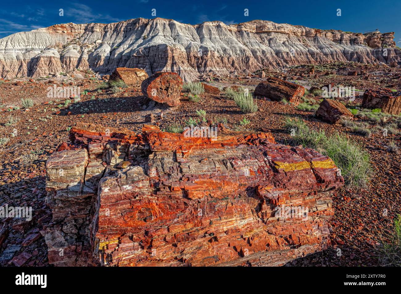 Paleontology park hi-res stock photography and images - Alamy