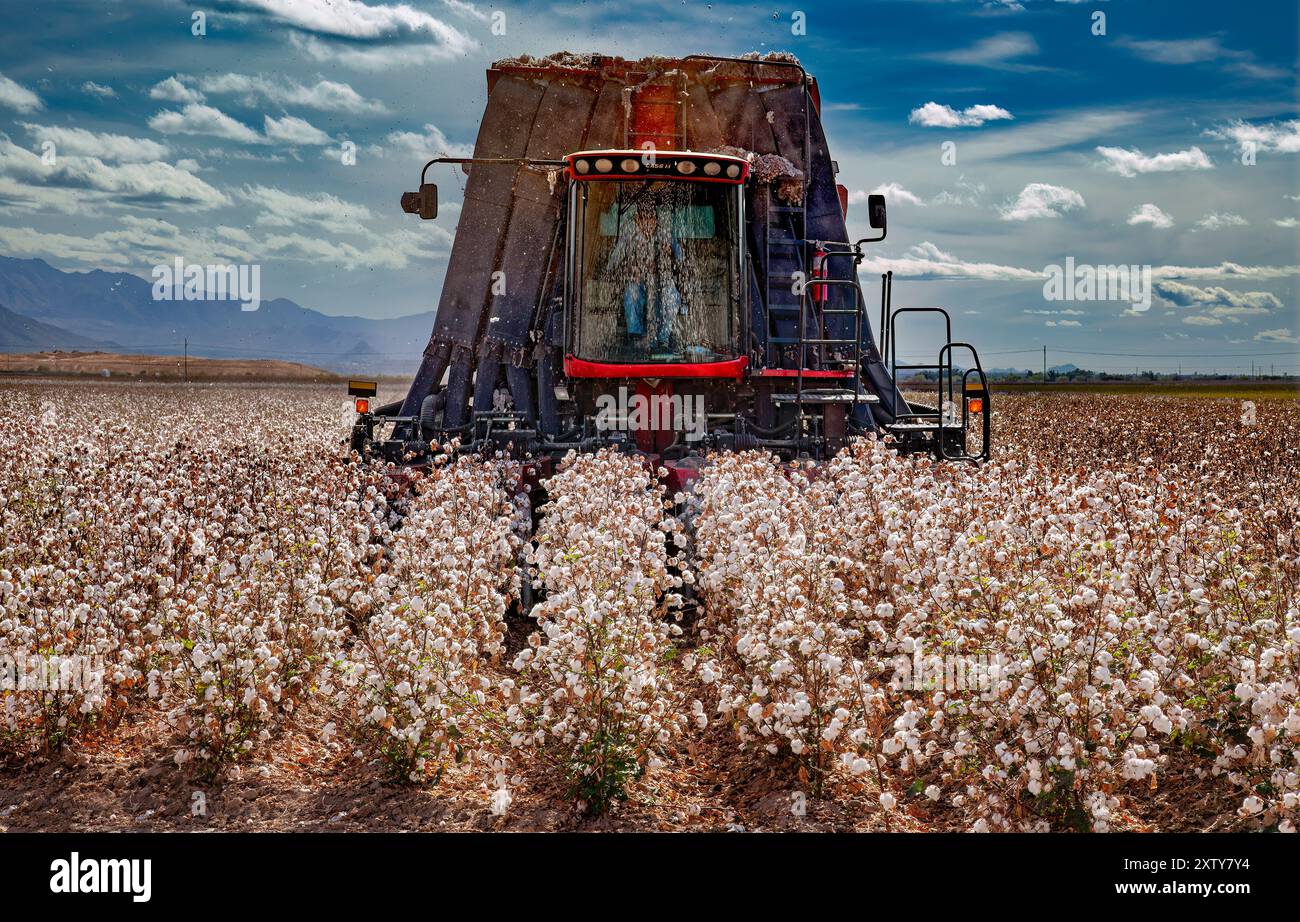 Cotton Harvester - Pima Cotton Ready for Harvest - Farming - Marana ...