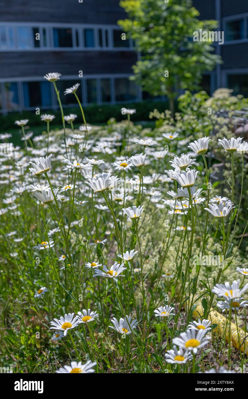 Ultuna campus hi-res stock photography and images - Alamy