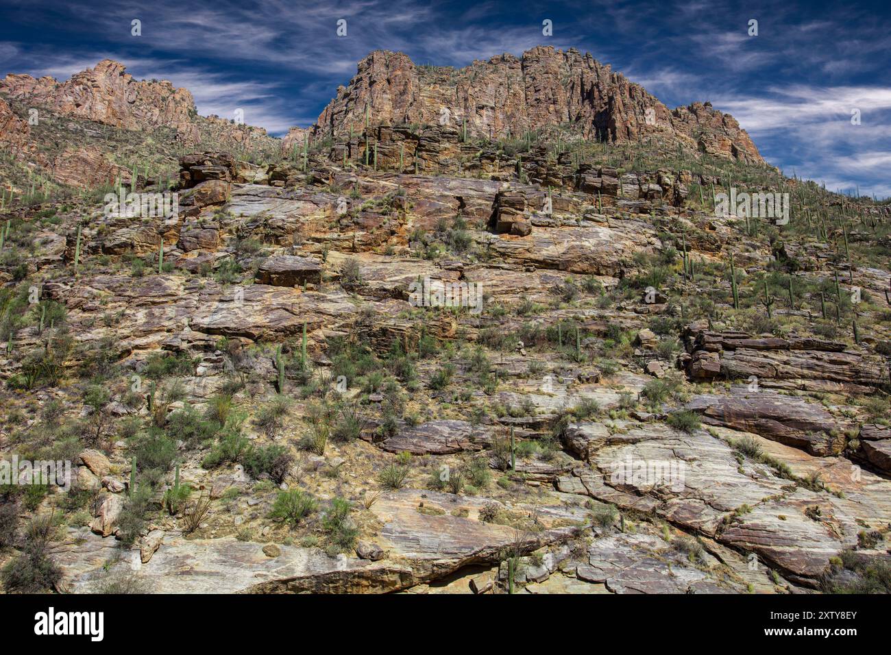 Cactus and Rhyolite/Gneiss Cliff, Sabino Canyon, Tucson, AZ Stock Photo ...