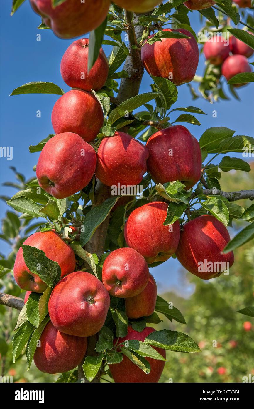 Red Delicious Apples Stock Photo - Alamy