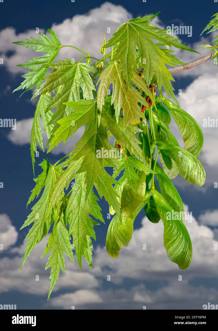 Shallow lobed leaves hi-res stock photography and images - Alamy