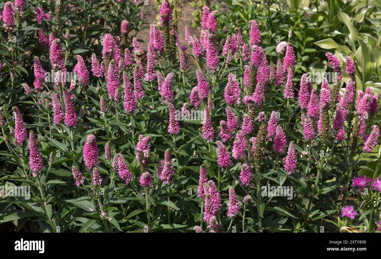 Spiked Speedwell, herbaceous perennial, Veronica spicata, Northern ...