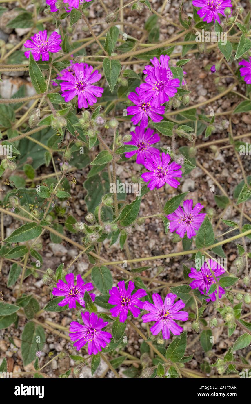 Allionia incarnata wildflowers hi-res stock photography and images - Alamy