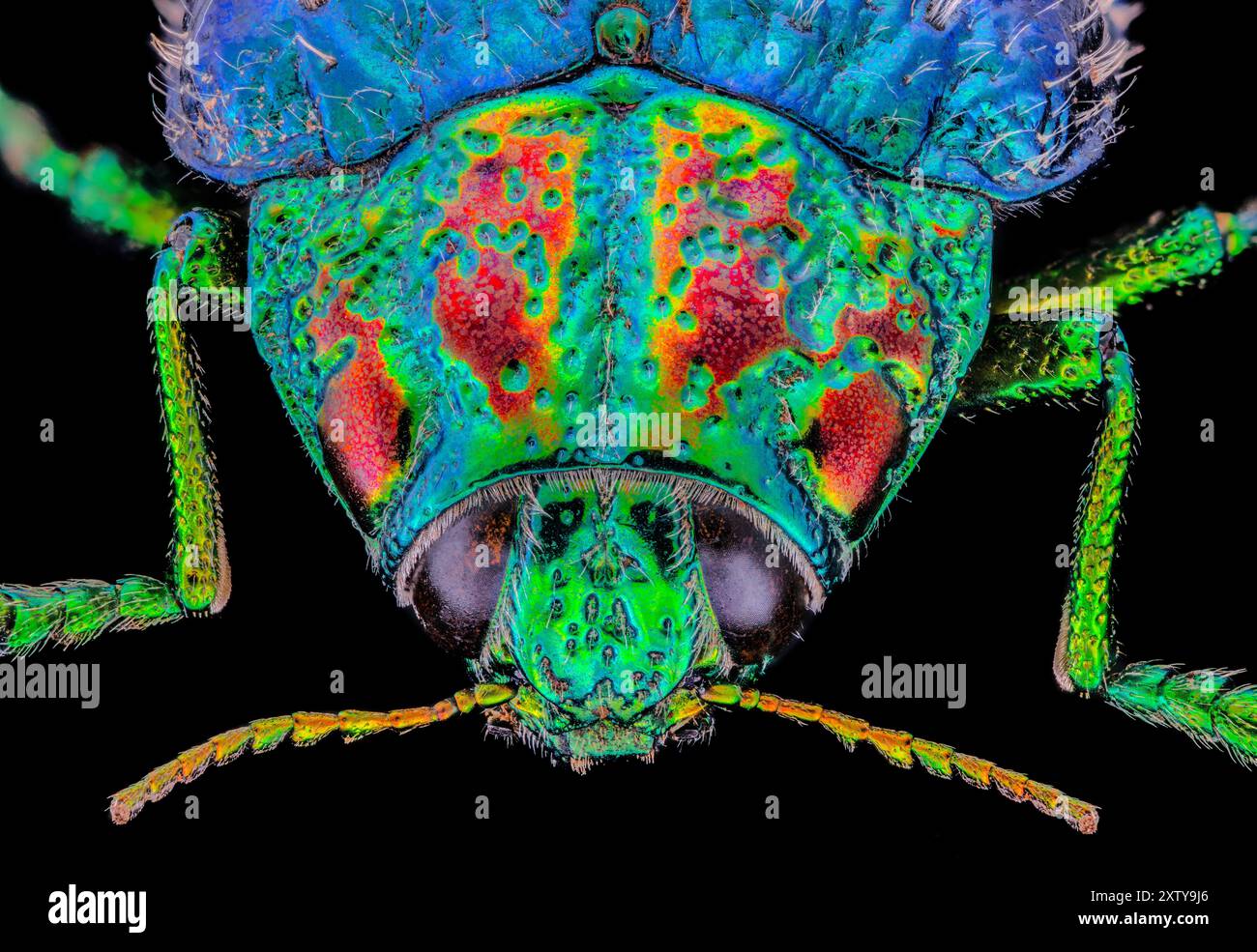 Wood Boring Beetle - Polybothris sumptuosa gemma, Madagascar Stock ...
