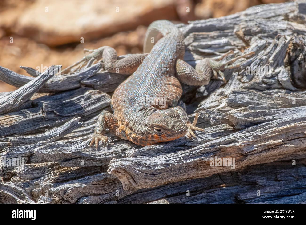 Side-blotched lizard on the Fremont Gorge Trail, Capitol Reef National ...