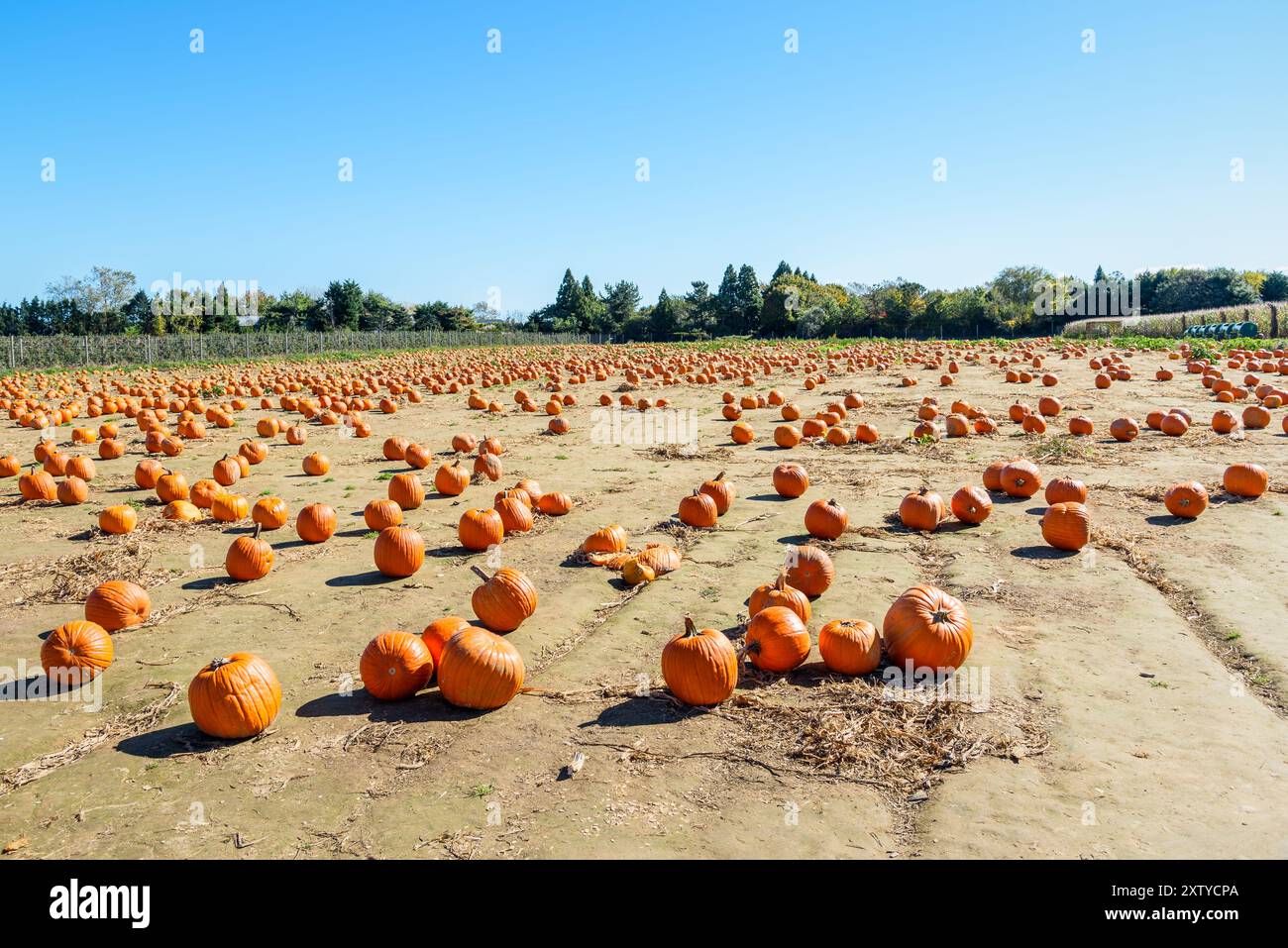 Pumpkin patch in a farm under clear sky in autumn Stock Photo - Alamy