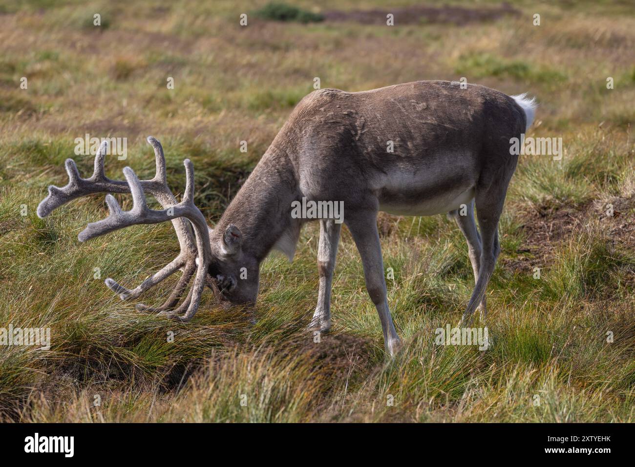 Britain's only free-ranging herd of reindeer, seen in the Cairngorms ...