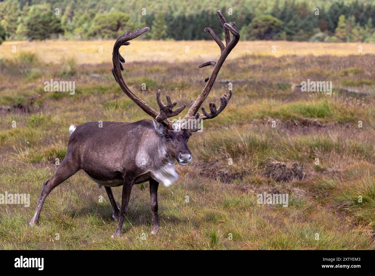 Britain's only free-ranging herd of reindeer, seen in the Cairngorms ...