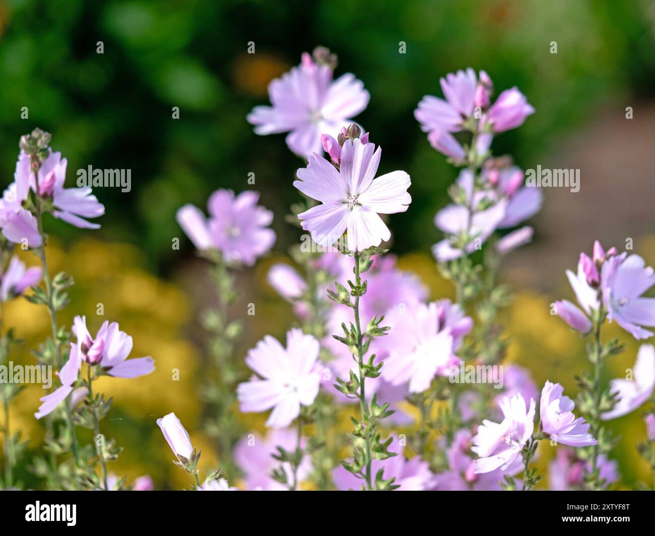 Sidalcea hi-res stock photography and images - Alamy