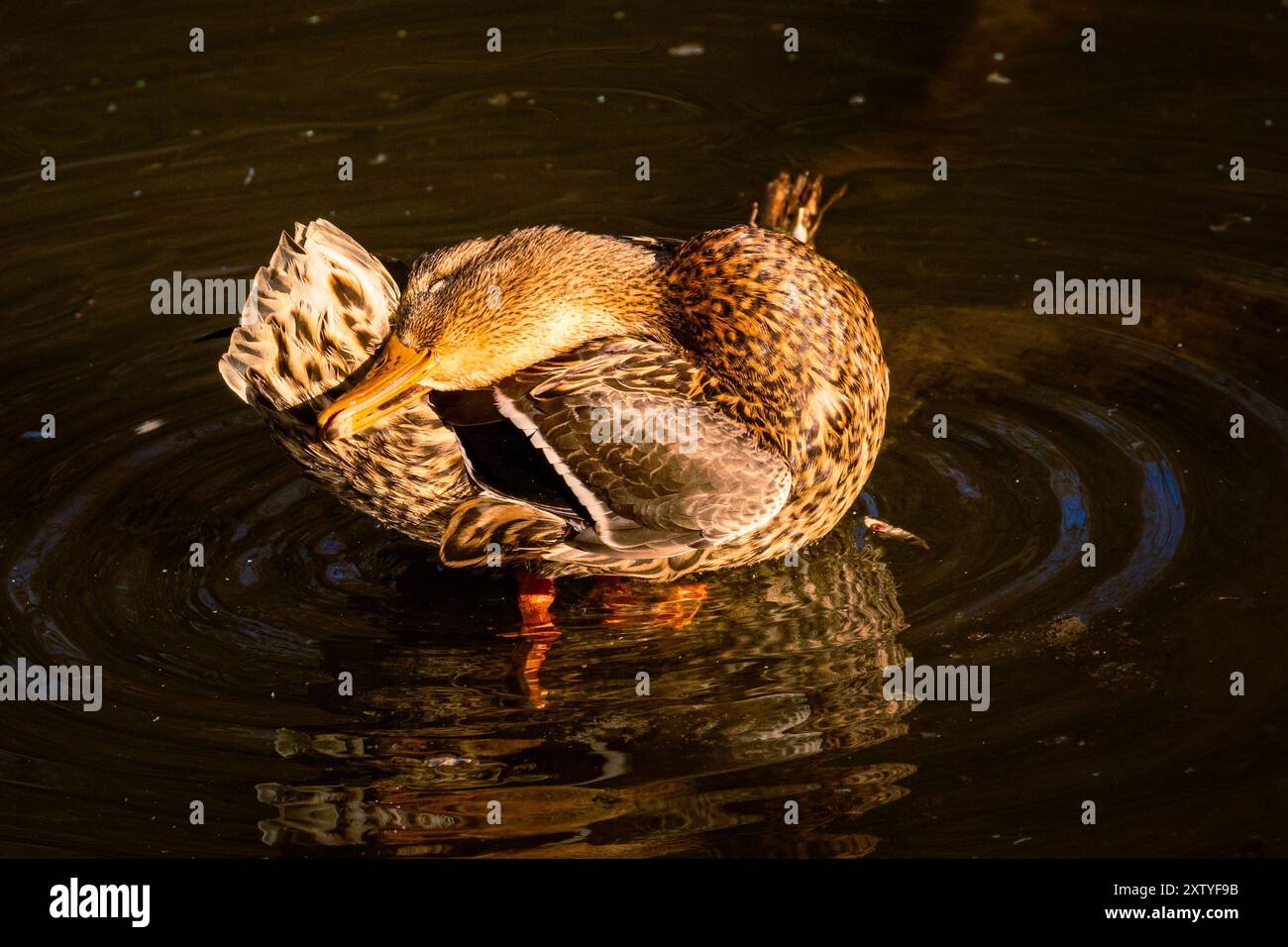 Mallard Duck hen (Anas platyrhynchos) preening herself in golden ...
