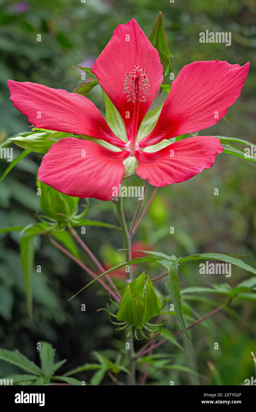 Scarlet rosemallow (Hibiscus coccineus), Malvaceae. Perennial aquatic ...
