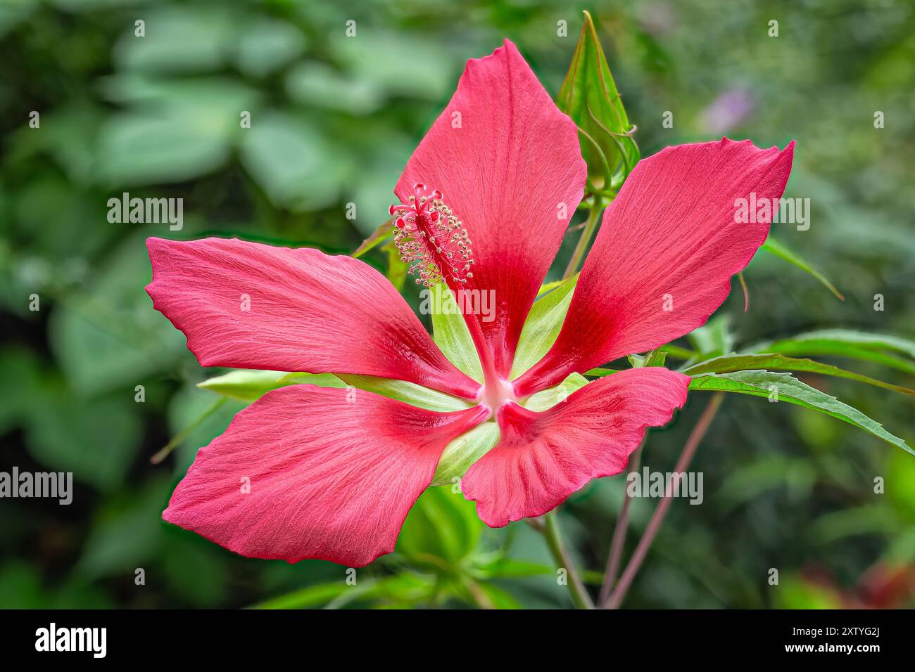 Scarlet rosemallow (Hibiscus coccineus), Malvaceae. Perennial aquatic ...