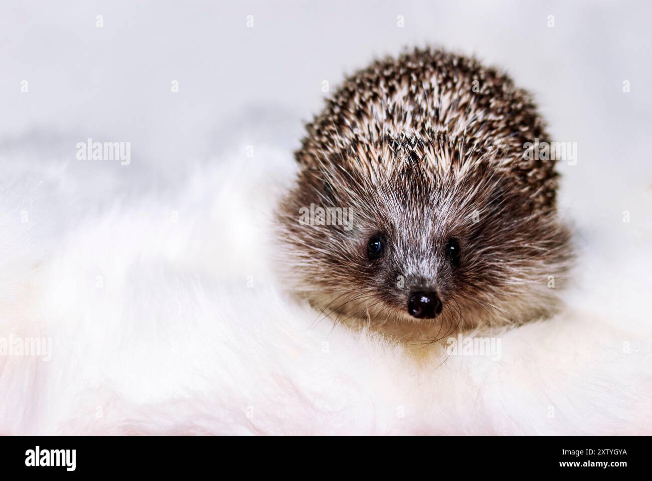 Male white-breasted hedgehog on a light background. A half-year-old ...