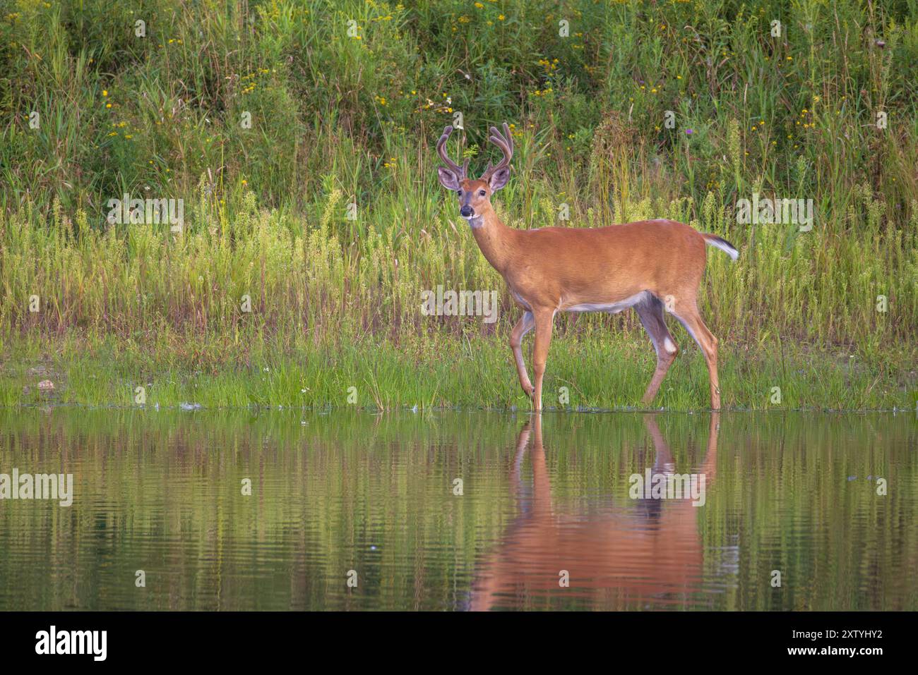 White-tailed buck on an August evening in northern Wisconsin Stock ...