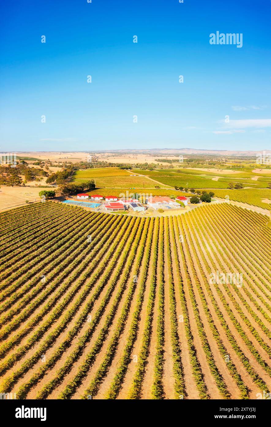 Long rows of growing vine plants in Barossa Valley of South Australia ...