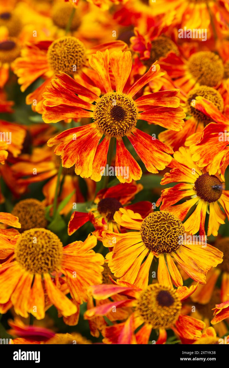 Group yellow marigold flowers hi-res stock photography and images - Alamy