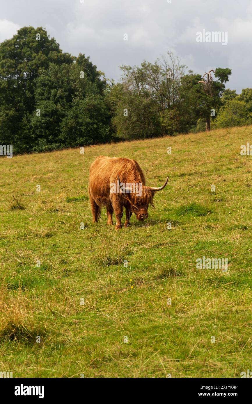 Close ups of a Scottish Highland cow on a summers day Stock Photo - Alamy