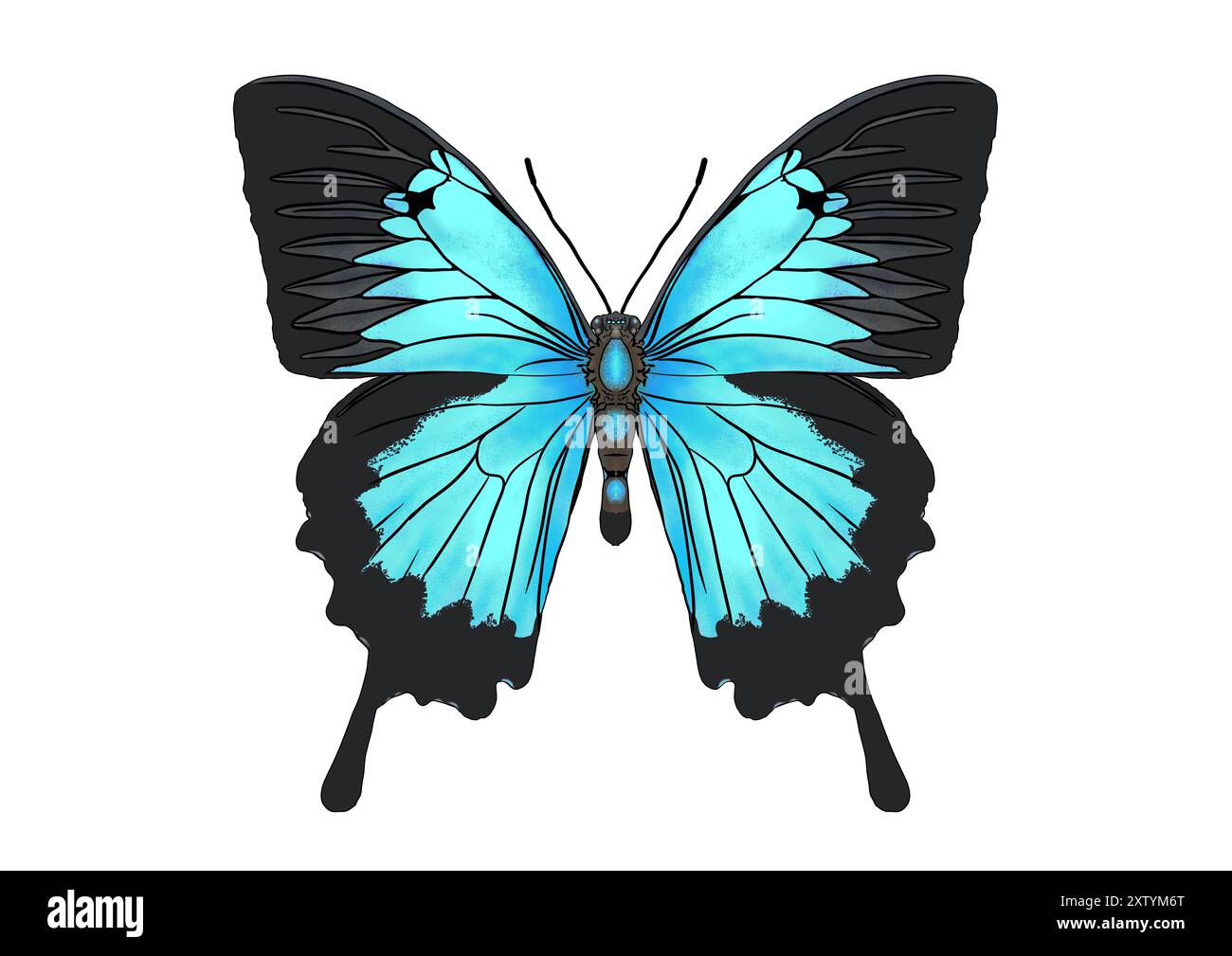 An illustration of a Ulysses Butterfly on a white background Stock ...
