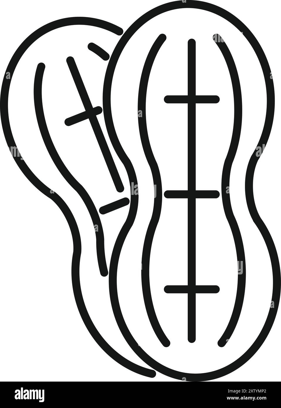 Simple line drawing of two peanut seeds showing the internal structure ...