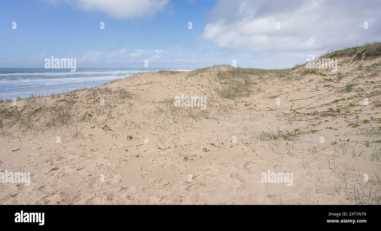 Coastal regeneration of vegetation on sand dunes to help stop erosion ...