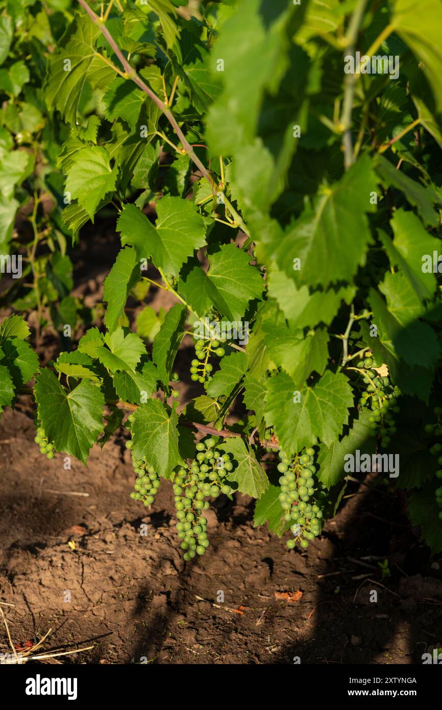 Grape vine vines cluster hi-res stock photography and images - Alamy