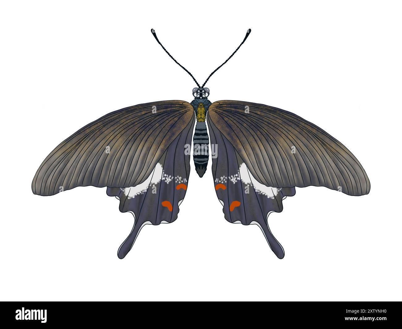 An illustration of a papillo Helenus (Red Helen) Butterfly on a white ...