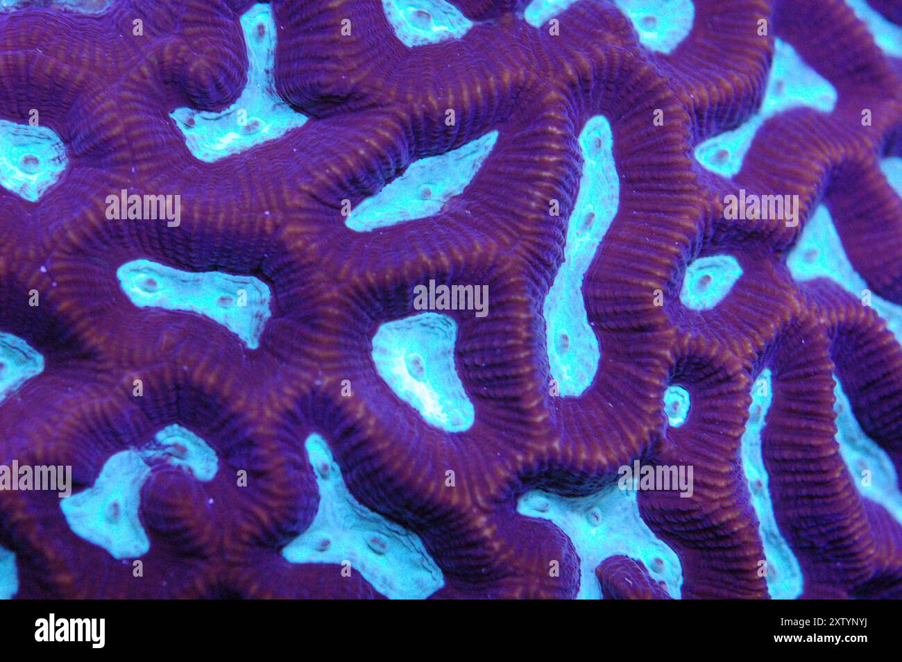 Favia spp hi-res stock photography and images - Alamy