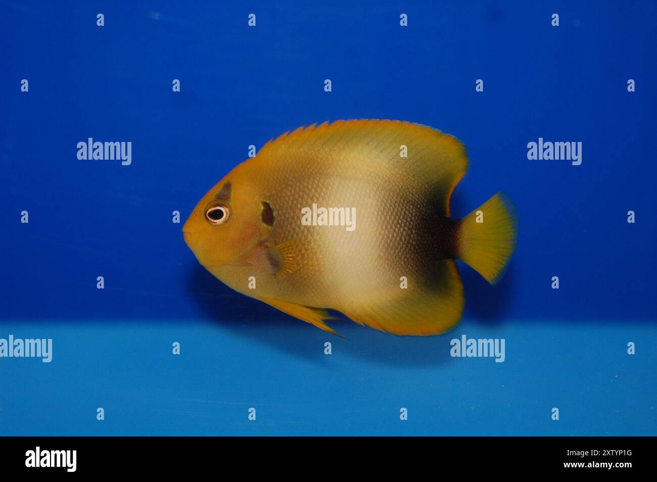 African Angelfish, Guinean Angelfish (Holacanthus africanus Stock Photo ...