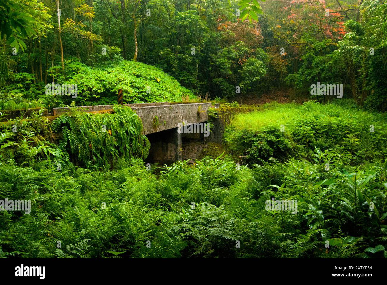 Old bridge in overgrown hi-res stock photography and images - Alamy