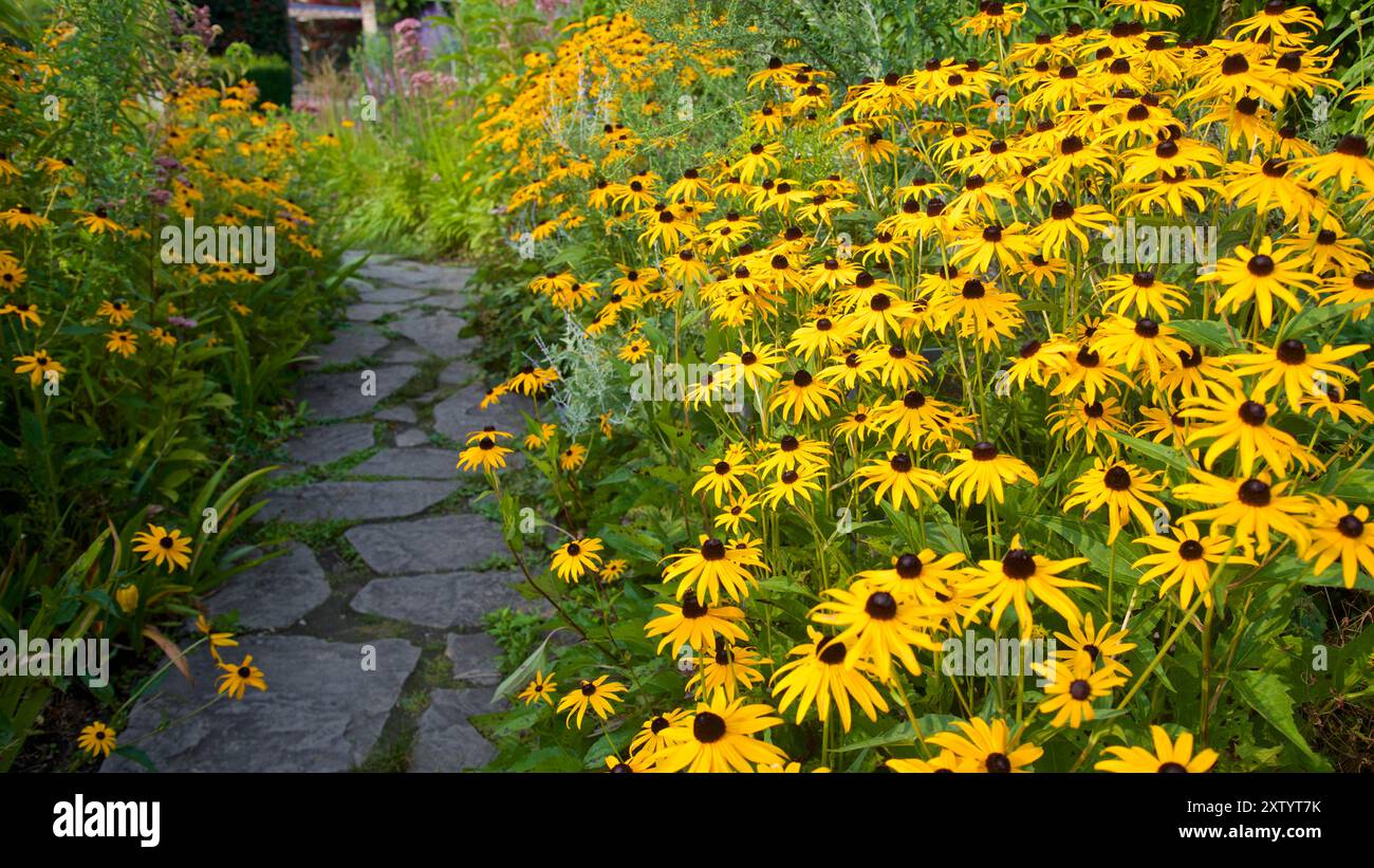 A footpath with black eyed susan flowers on the botanical garden Stock ...