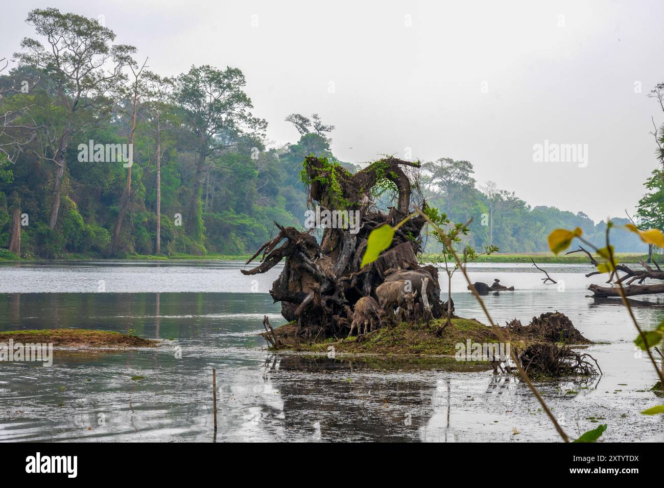 Water Buffalo enjoying the river outside of the Angkor Thom temple ...