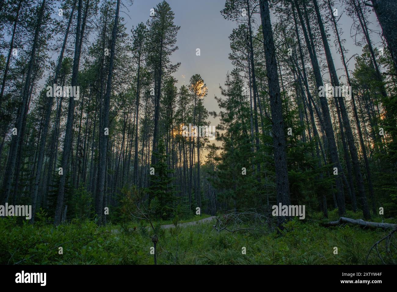 Hiking trail near lake McDonald in glacier national park Stock Photo ...