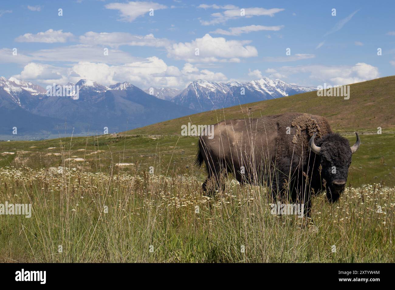 Bison in nature reserve hi-res stock photography and images - Alamy