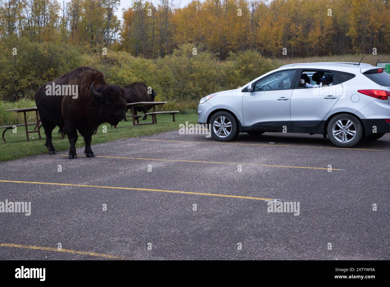 plains bison roaming along main road and parking area in Elk Island ...