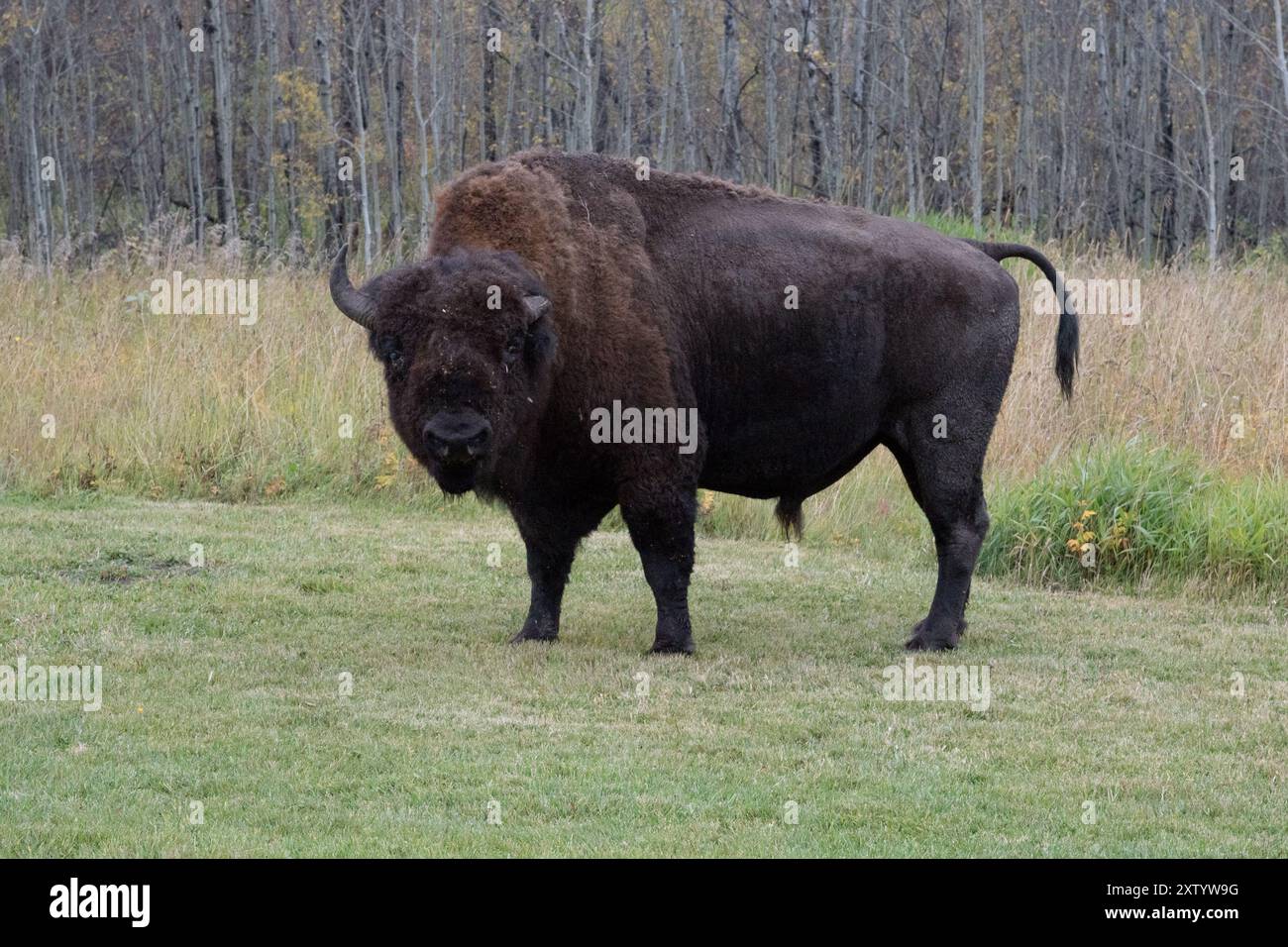 plains bison roaming along main road and parking area in Elk Island ...
