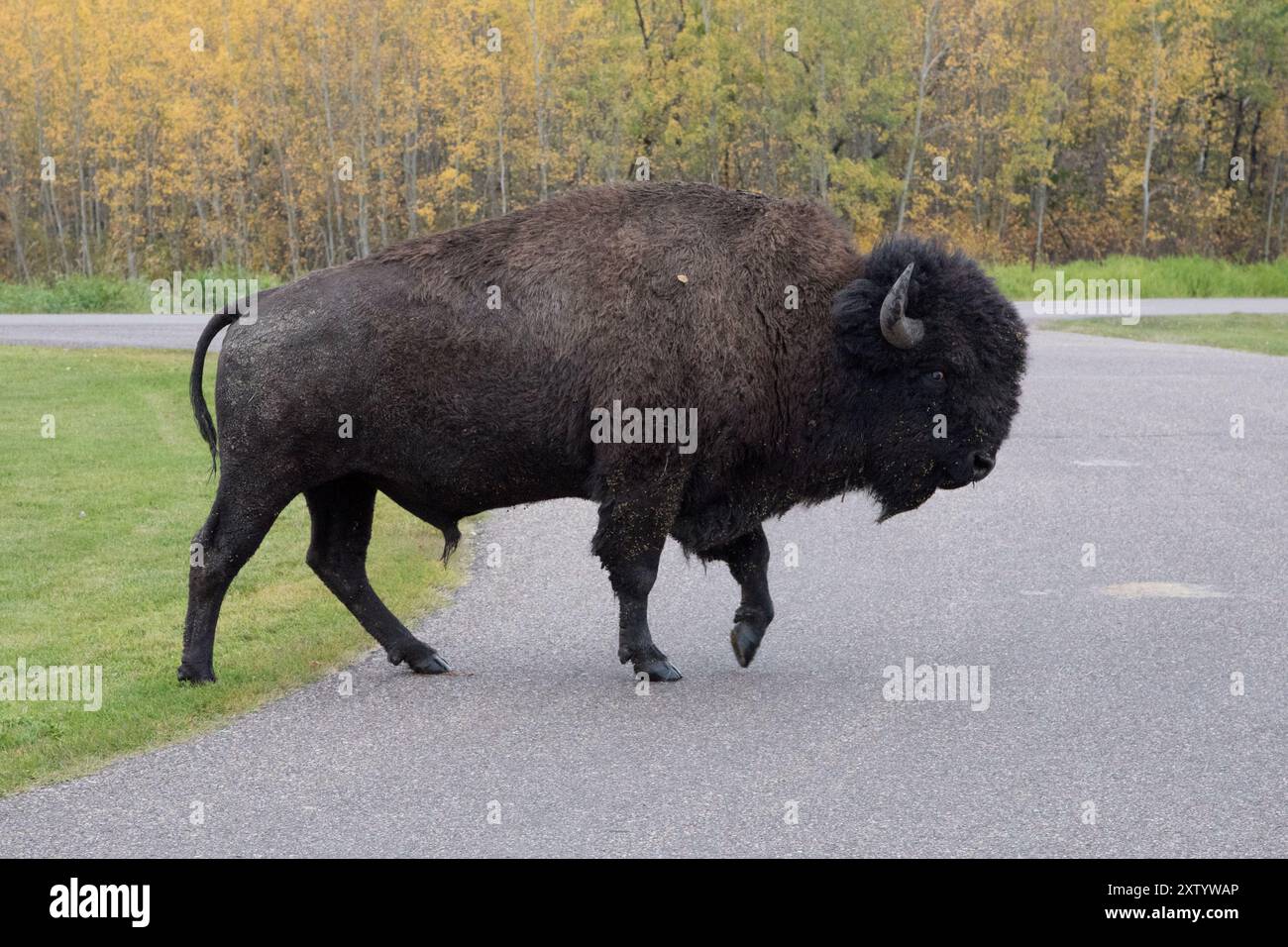 plains bison roaming along main road and parking area in Elk Island ...