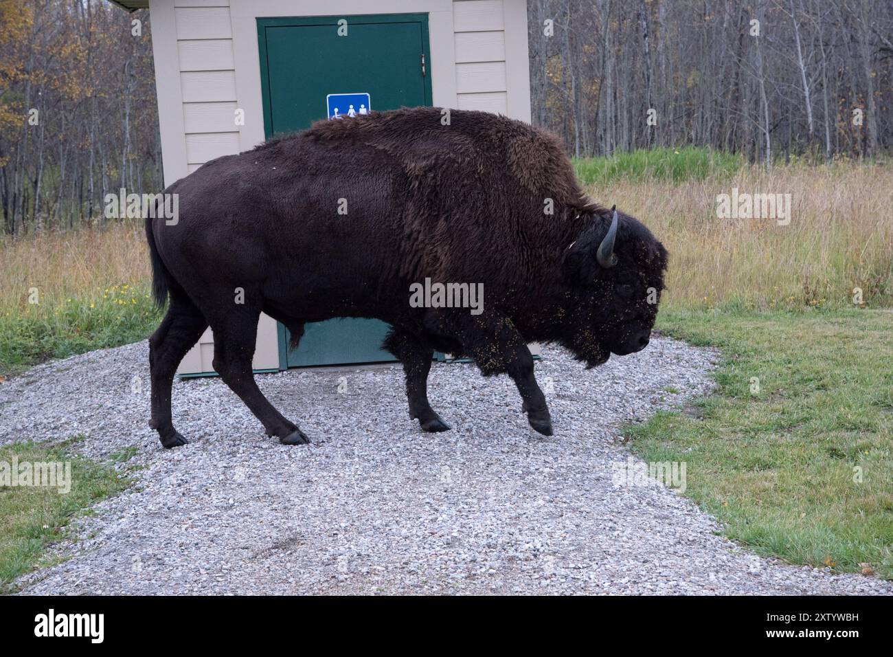 plains bison roaming along main road and parking area in Elk Island ...