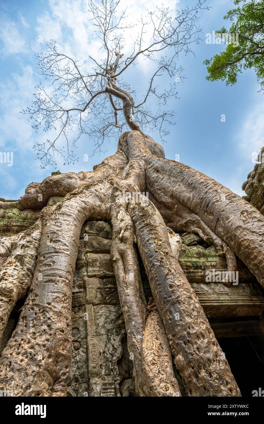 Ta prohm and the powerful roots of the trees hi-res stock photography ...