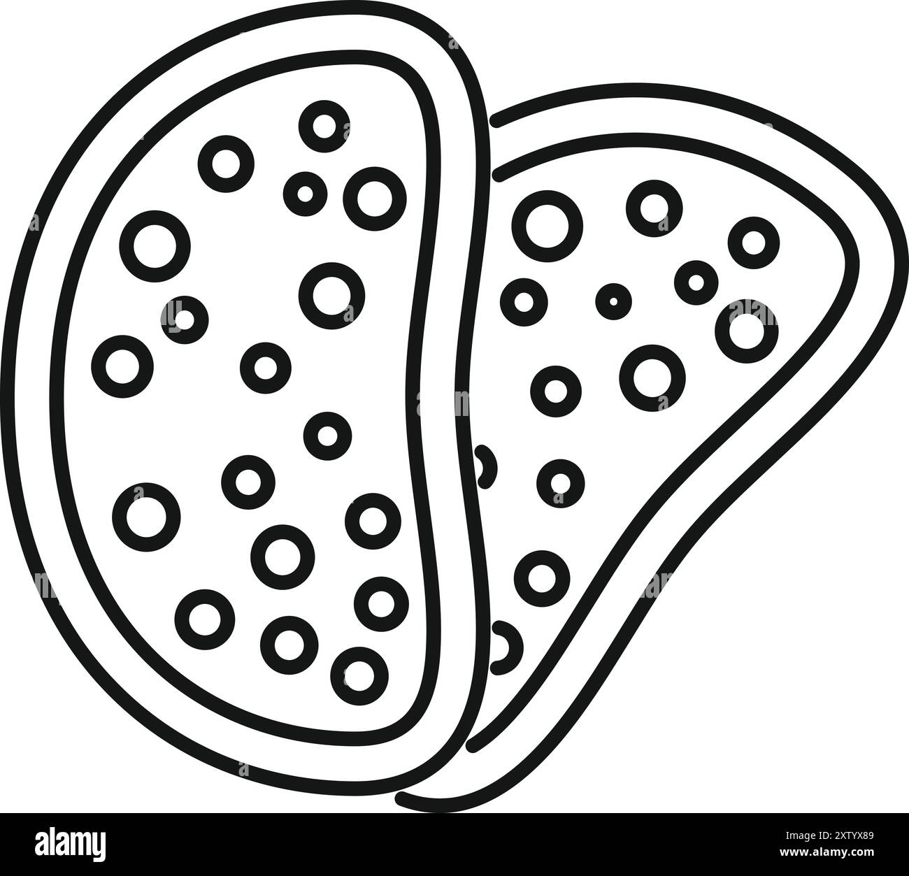 Line drawing of a bread loaf cut in half showing its crumb Stock Vector ...