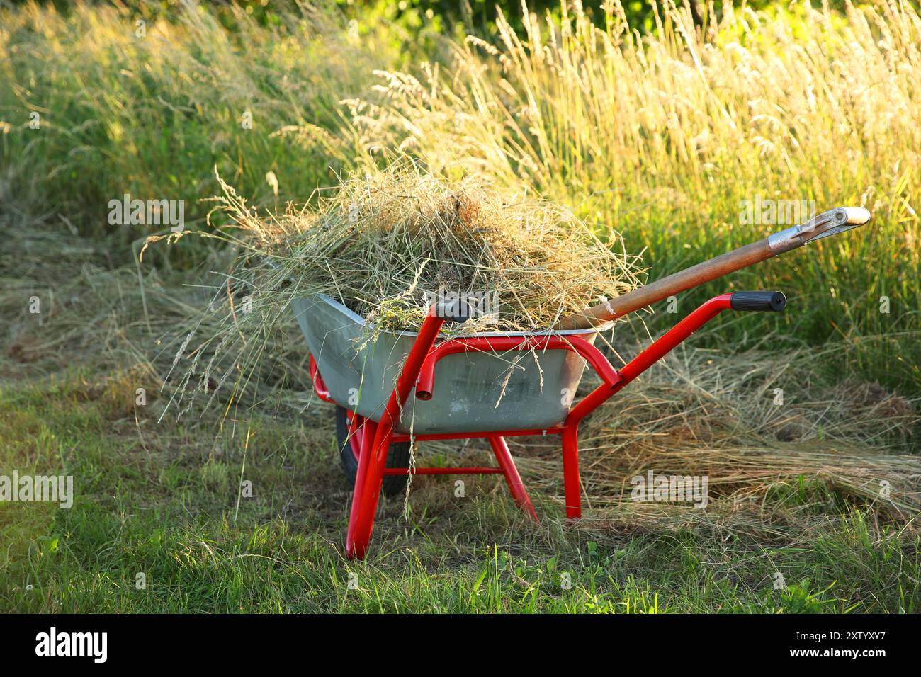 One wheelbarrow full of mown grass outdoors Stock Photo - Alamy