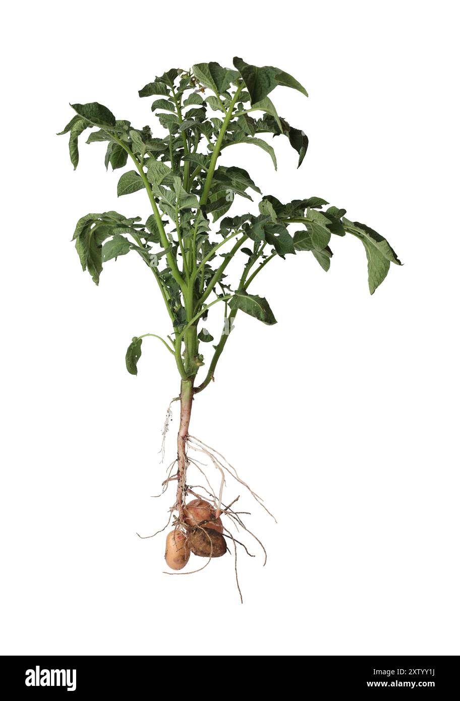Potato plant with tubers isolated on white Stock Photo - Alamy