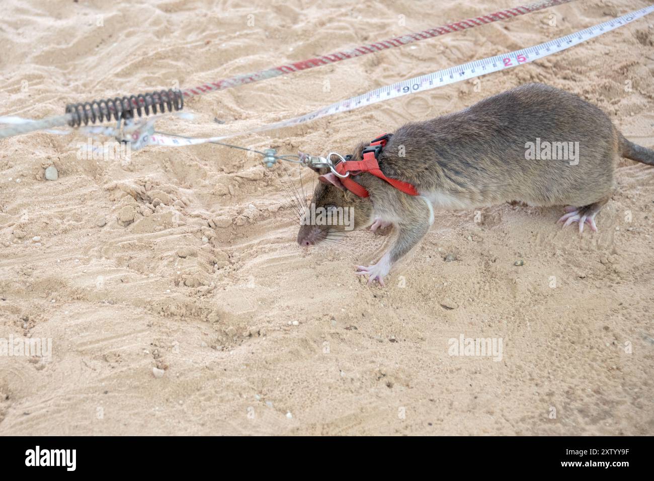 Land mine clearing rat hard at work in Siem Reap, Cambodia Stock Photo ...