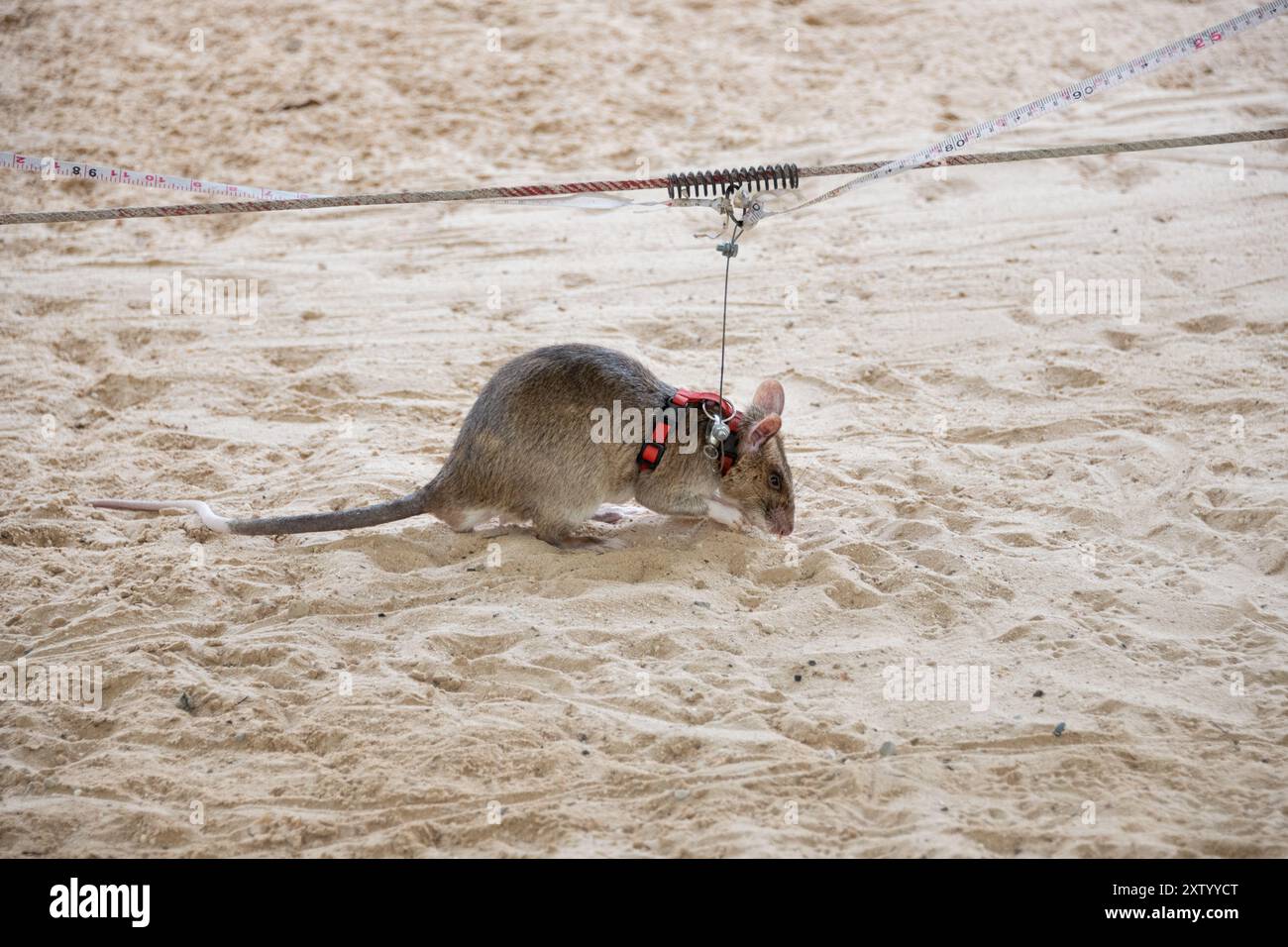 Rat wearing small red harness hi-res stock photography and images - Alamy