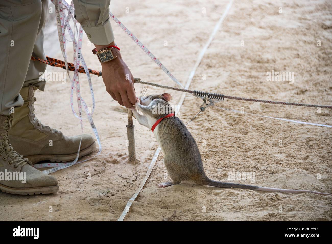 Mine detecting rats hi-res stock photography and images - Alamy